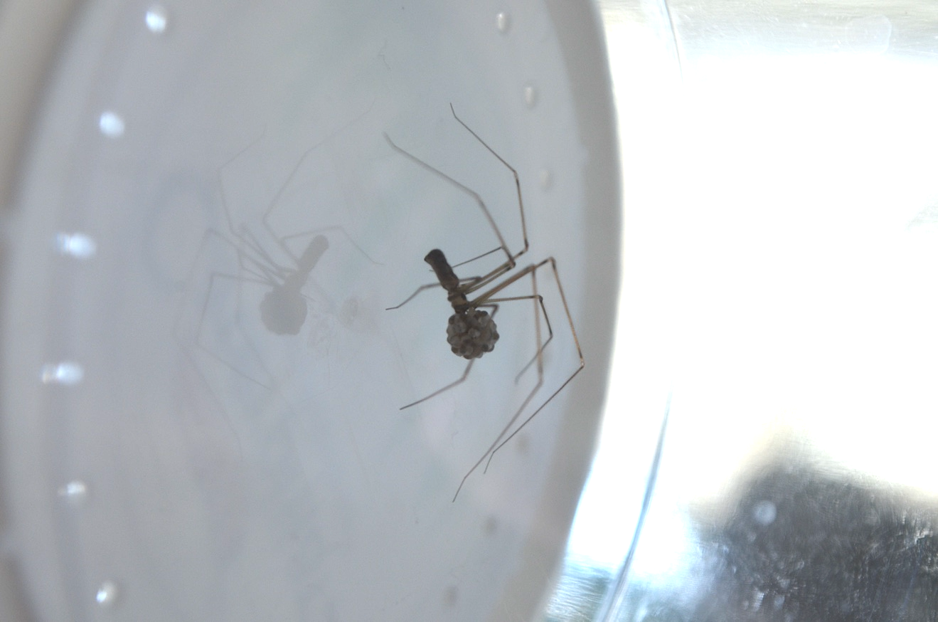 Silk properties of spider egg sacs – Tiered Mentoring: Buchtel College ...